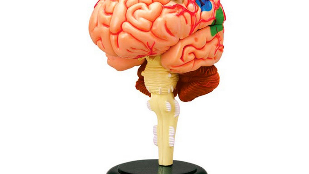 Modelo de cerebro
