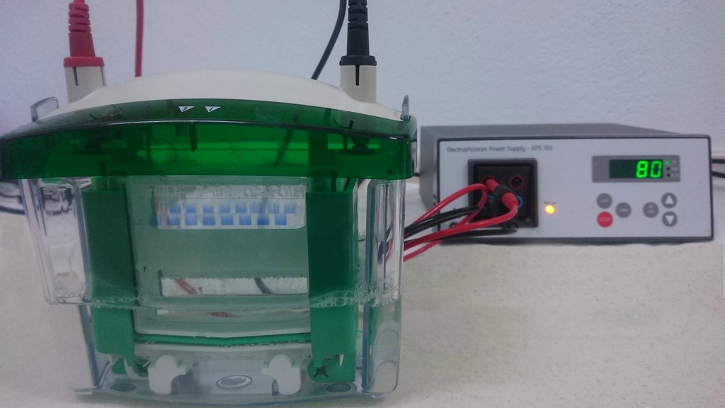 Sistema de electroforesis por transferencia