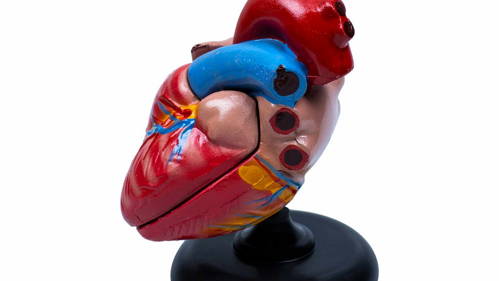 Modelo de anatomía del corazón