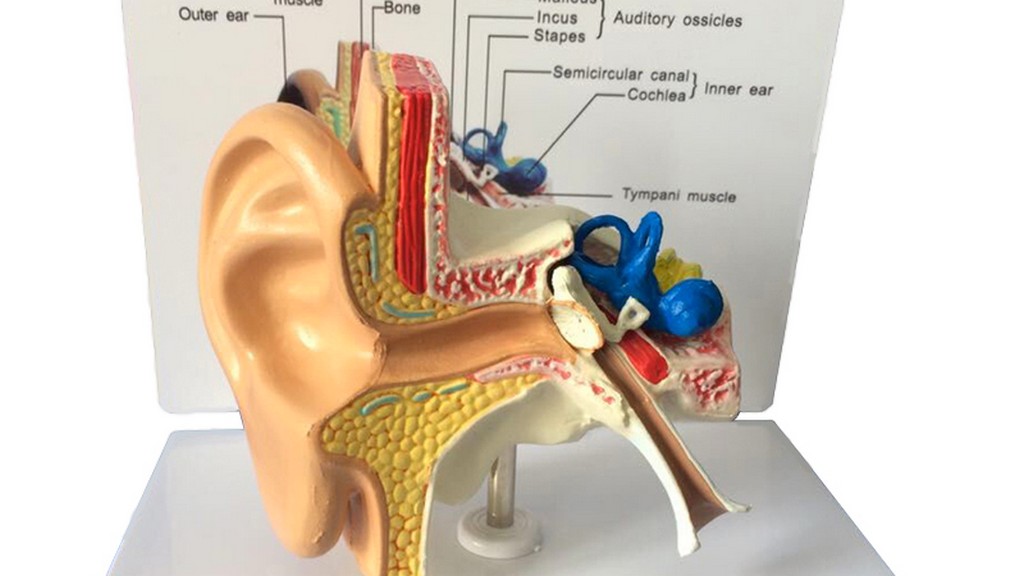 Ear Model